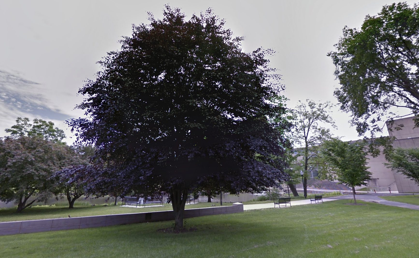 Landscape Services Begins Spraying Campus Trees for Beech Leaf Disease : UMass Amherst